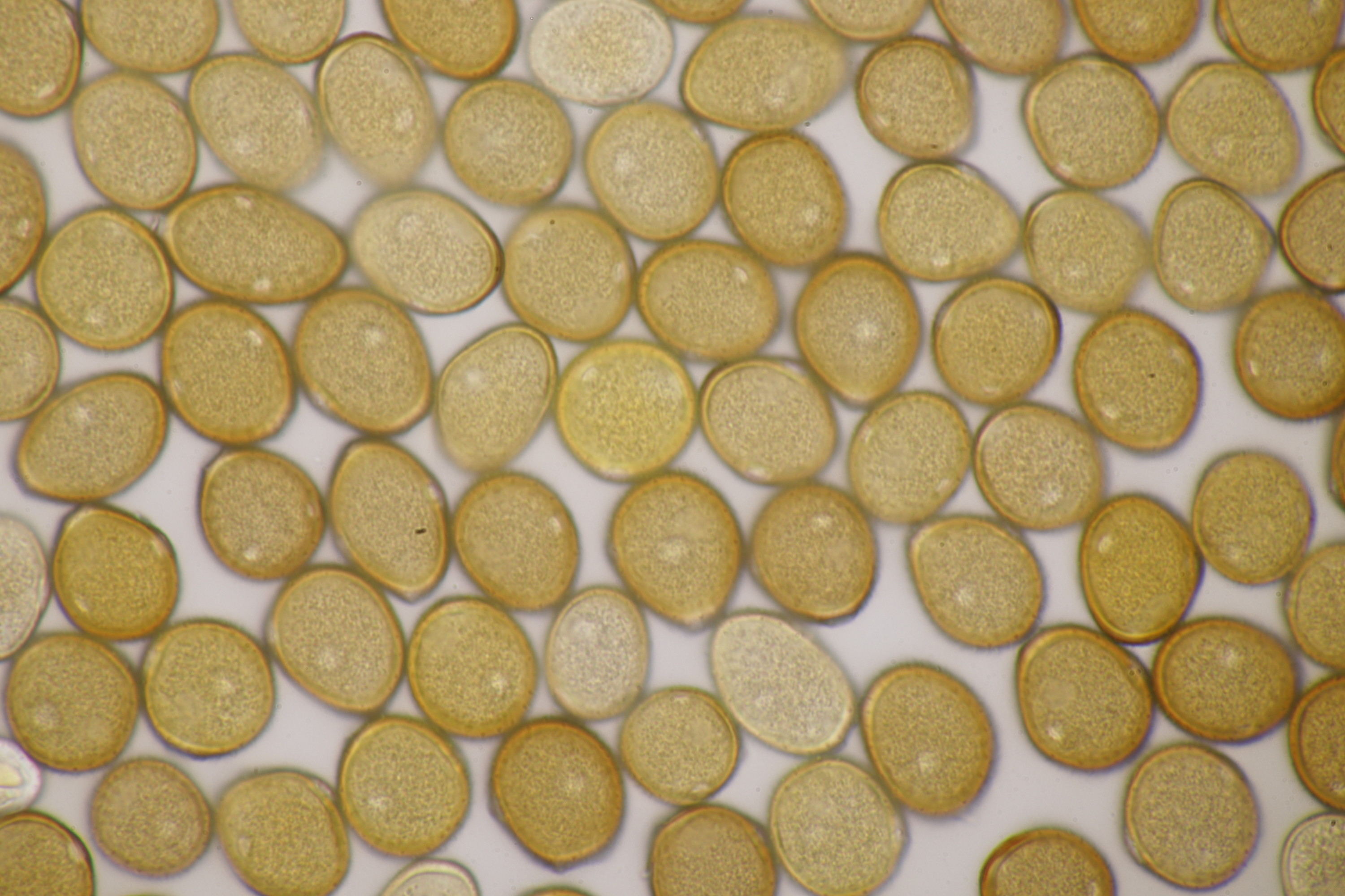 Ruhrpott-Pilze: "Uromyces dianthi ex Dianthus deltoides #Uromyces ...